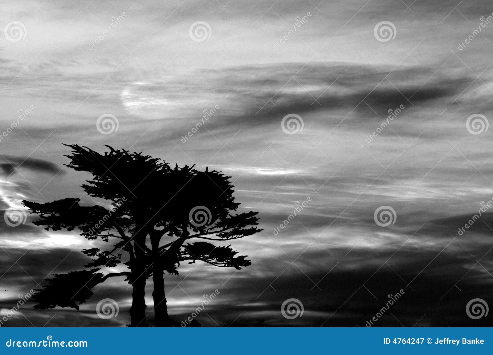 Dark Foreboding Sky Over Cypress Tree Picture. Image: 4764247