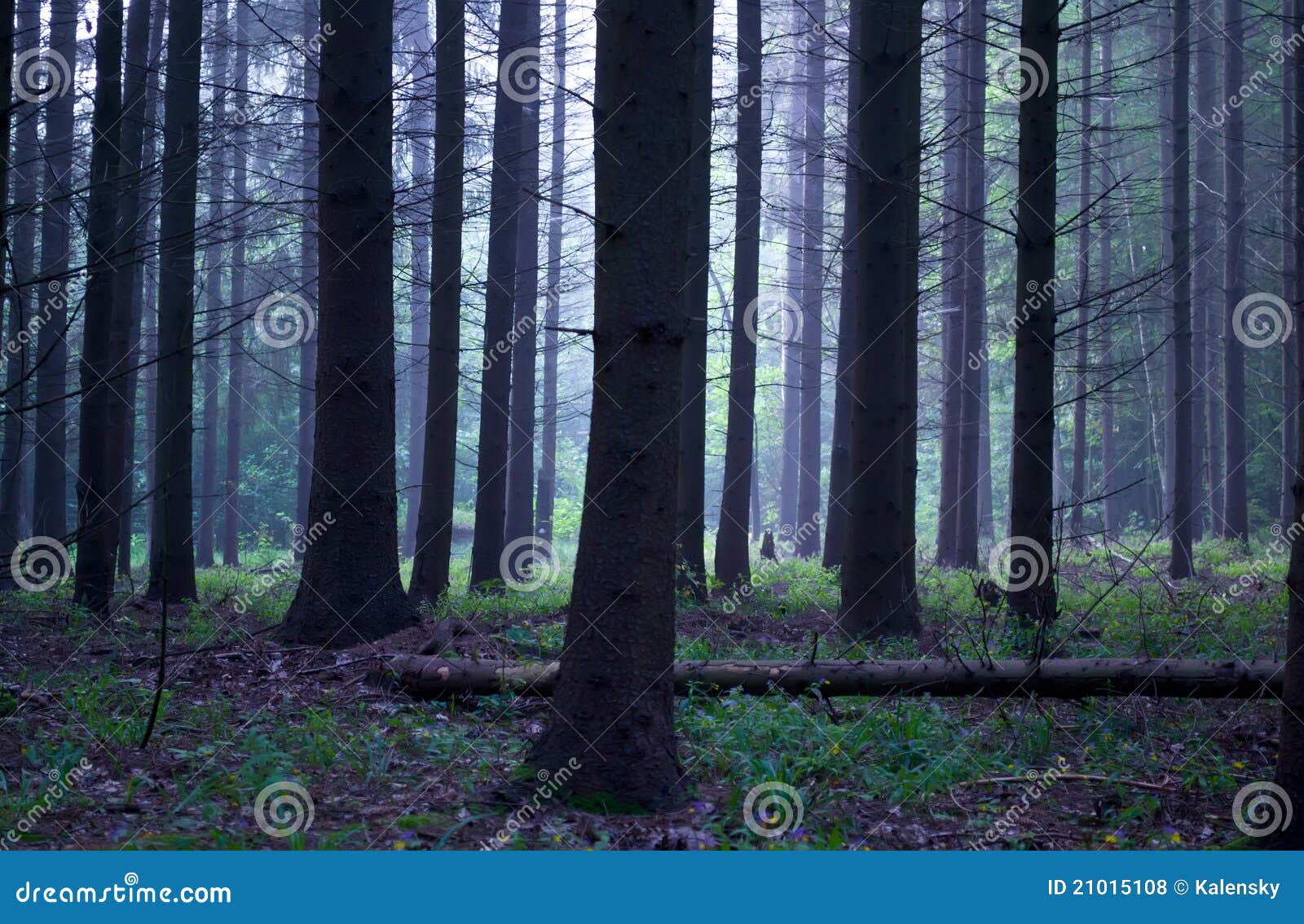 Dark forest stock photo. Image of branch, beautiful, beauty - 21015108
