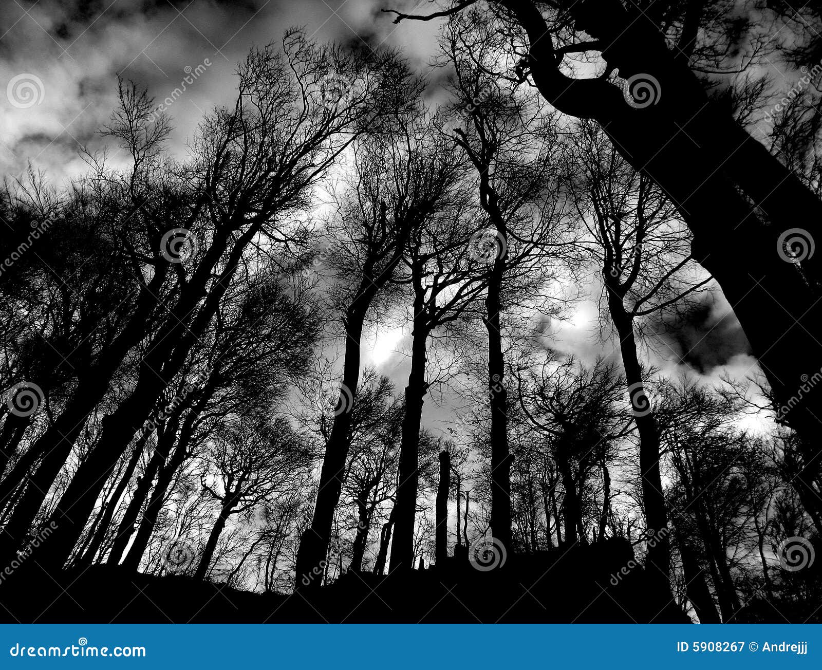 Dark forest stock image. Image of autumn, nature, hill - 5908267