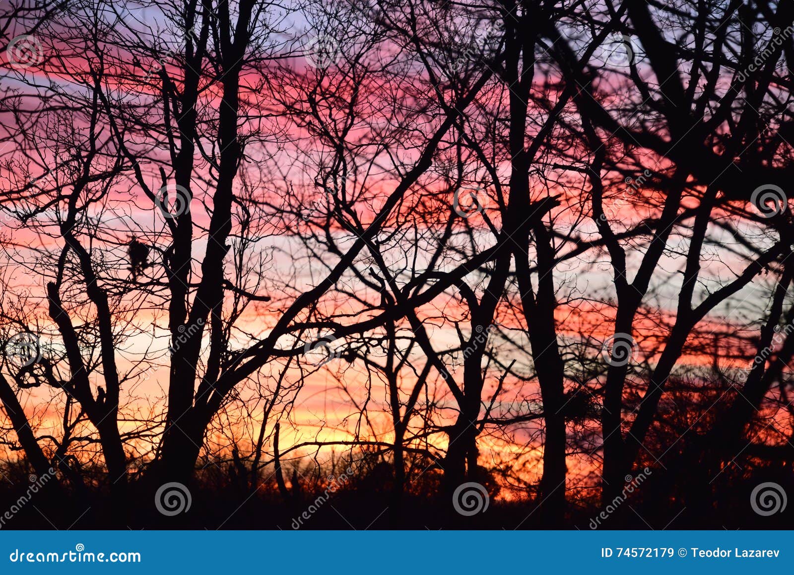 Dark Forest Against Fiery Sunset Clouds Stock Image - Image of fiery ...