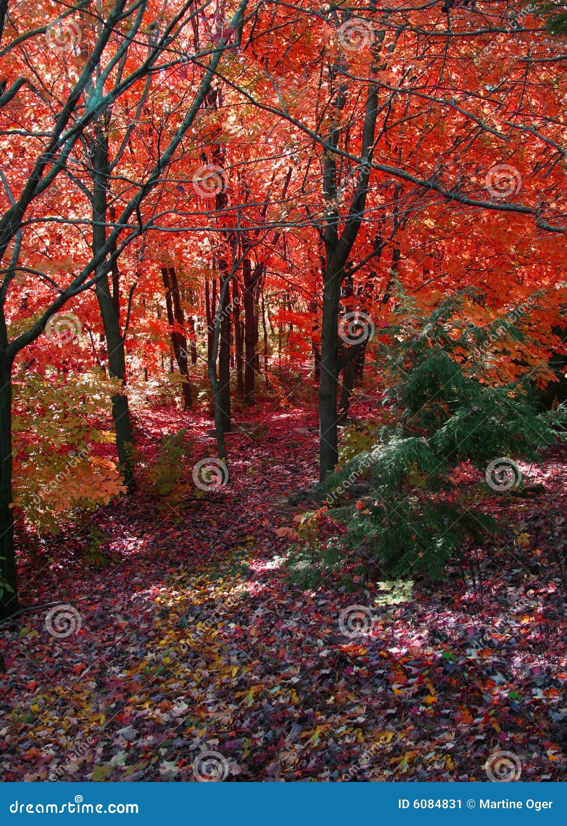 Dark forest in autumn. stock image. Image of autumn, park - 6084831