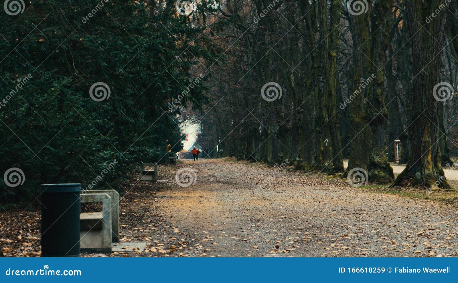 Dark Forest Autumn Cold Morning Pathway Road Stock Image - Image of ...