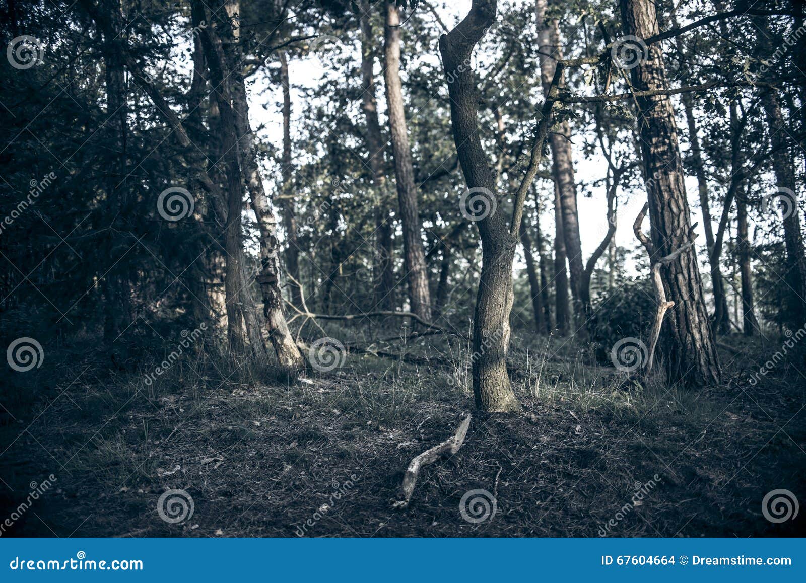 Dark Forest with Dead Trees Stock Photo - Image of outdoors, forest ...