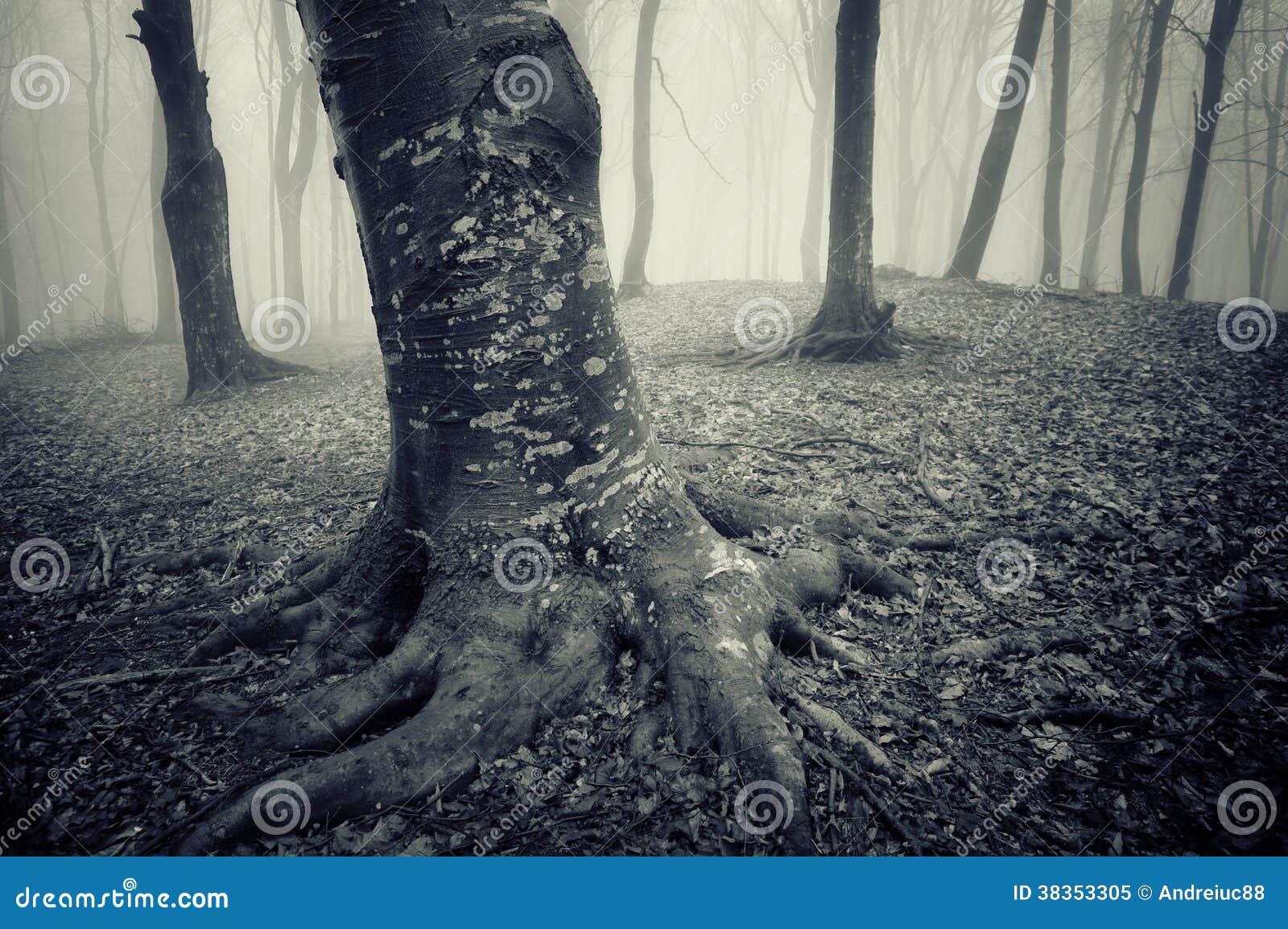 Dark Forest with Eerie Looking Trees on Halloween Stock Image - Image ...