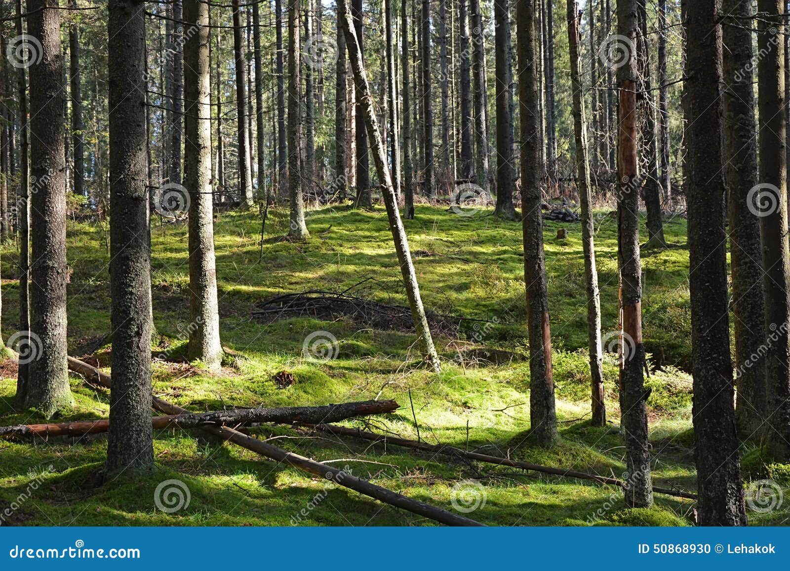 Dark Forest with Fir and Pine Trees Stock Photo - Image of forest ...