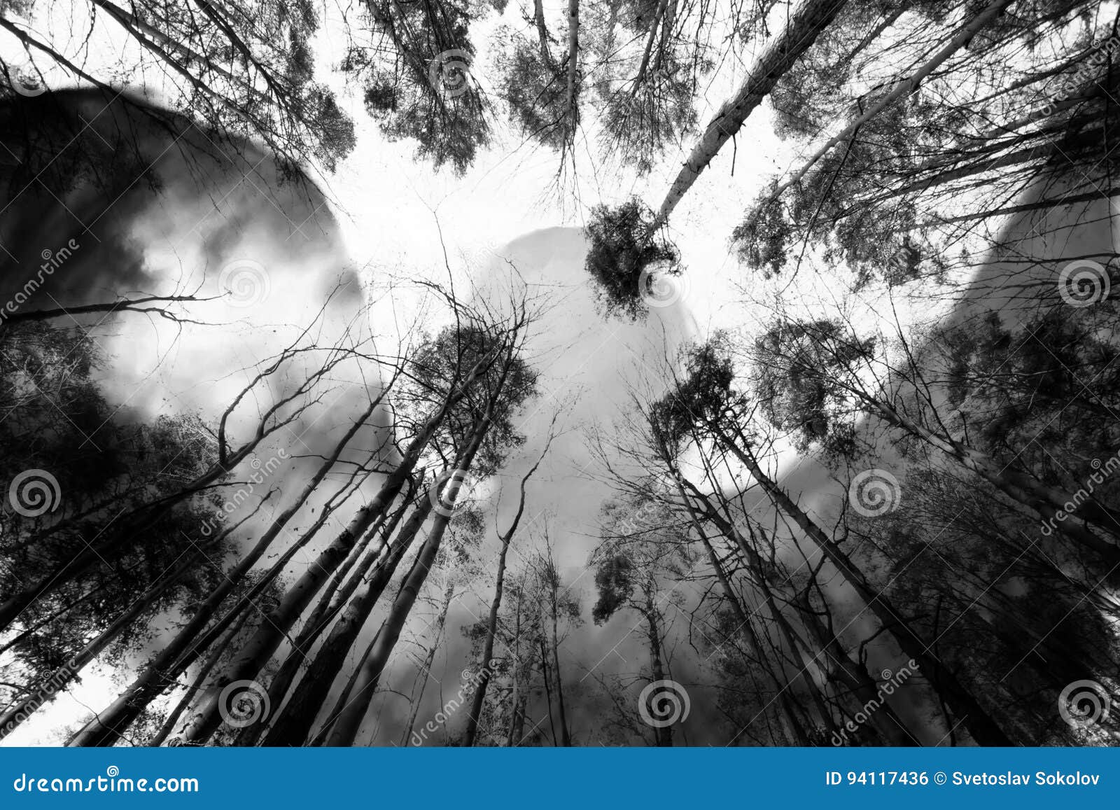Dark Forest and Ghostly Creature Shadow Stock Photo - Image of ground ...