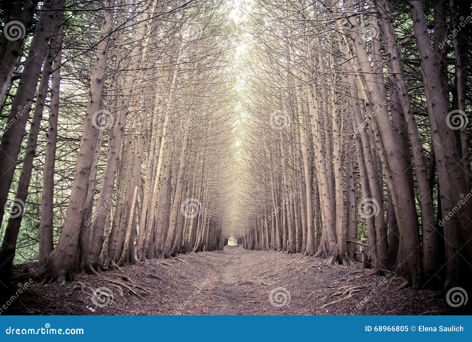 Dark Forest Grove with Trees Growing Stock Image - Image of scary ...