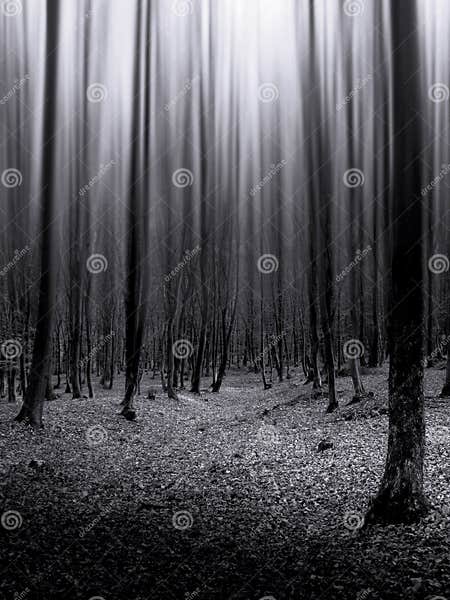 Dark Forest with Infinite Trees Stock Image - Image of landscape ...