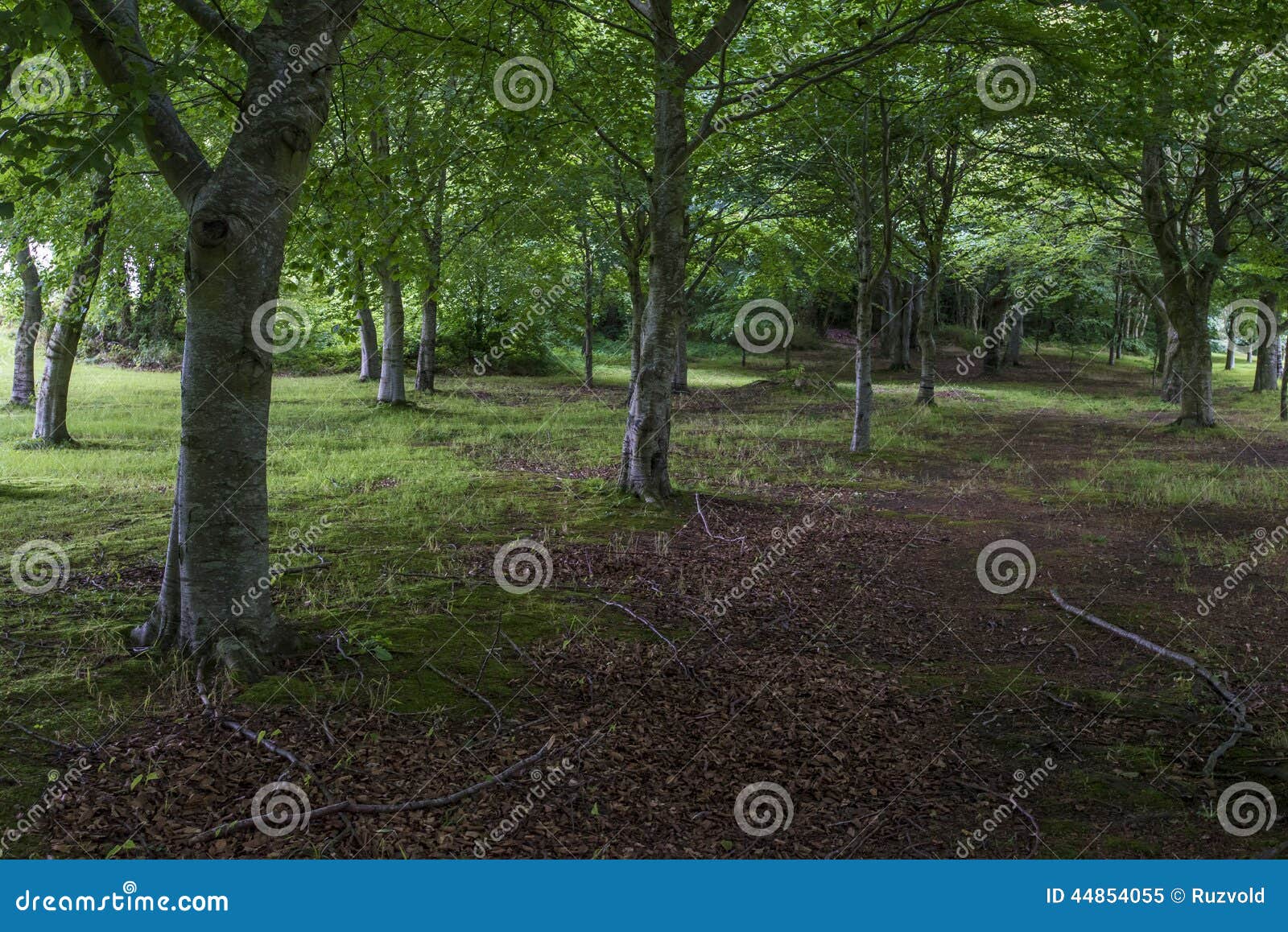 Dark Forest in Ireland, Wicklow Stock Image - Image of ridge, nature ...