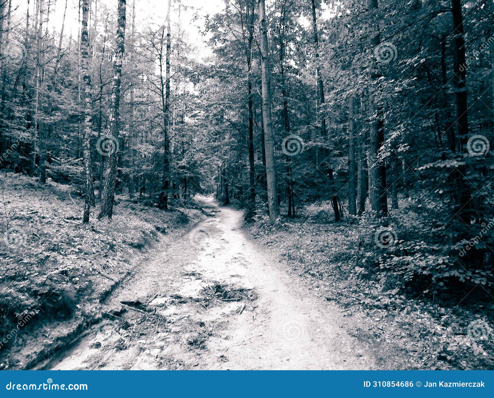 Dark forest landscape stock photo. Image of filter, night - 310854686