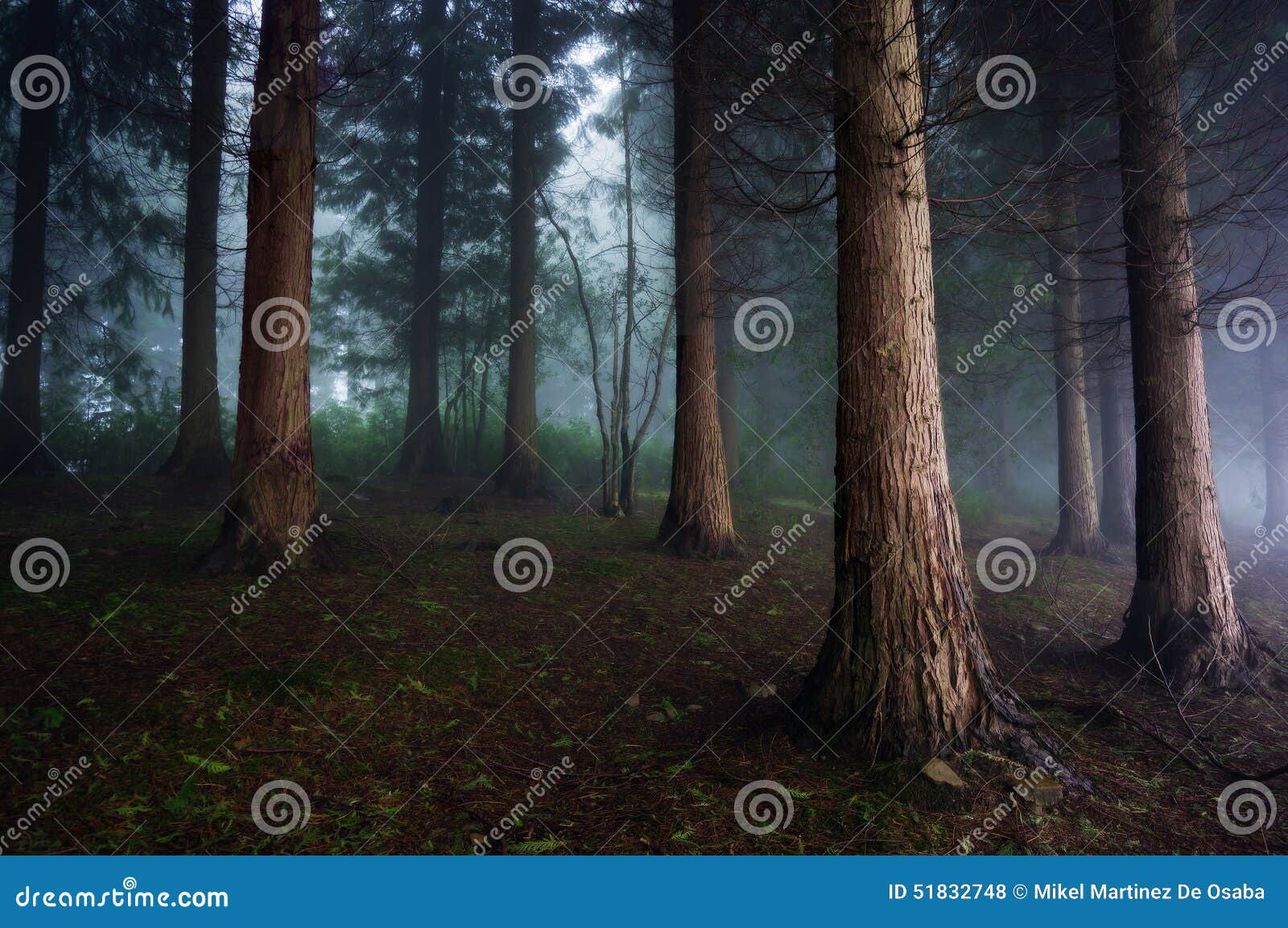 Dark forest stock photo. Image of trunk, mysterious, mystery - 51832748