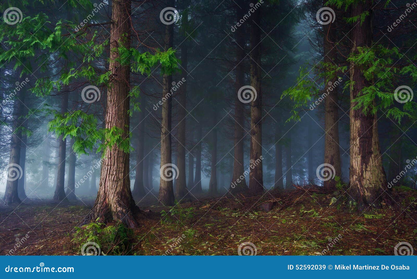 Dark forest stock image. Image of light, ethereal, darkness - 52592039