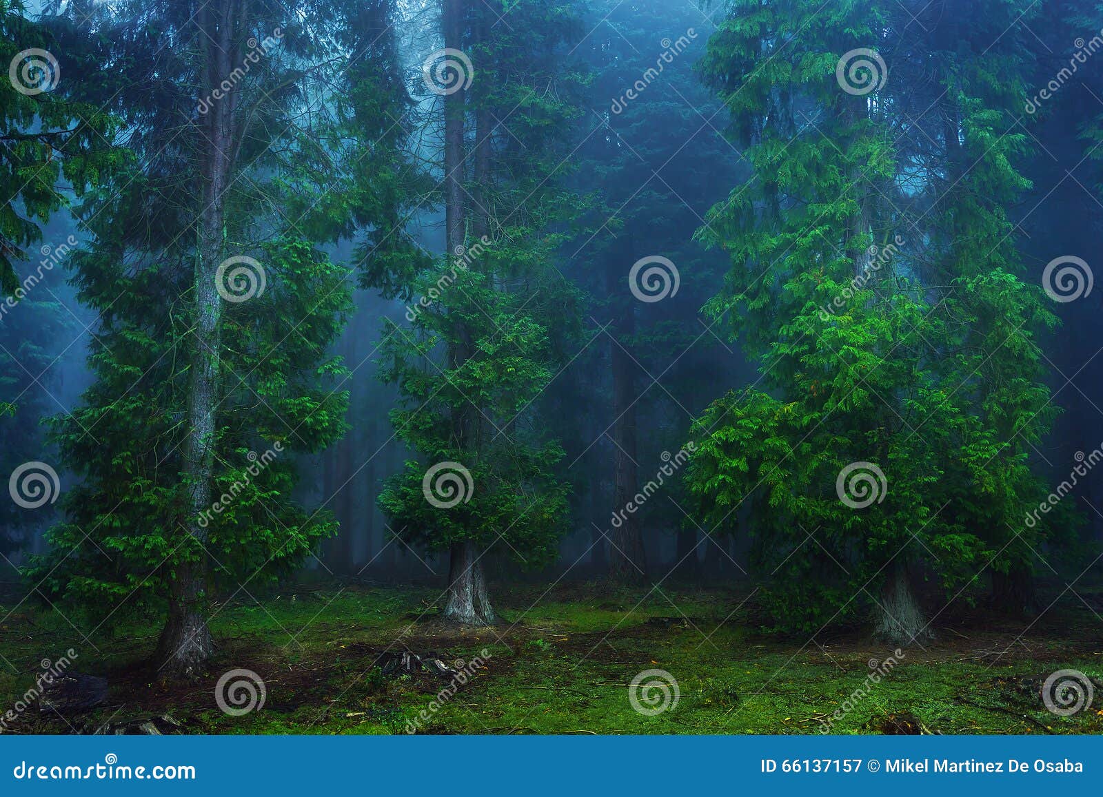 Dark forest stock image. Image of gothic, ethereal, misty - 66137157