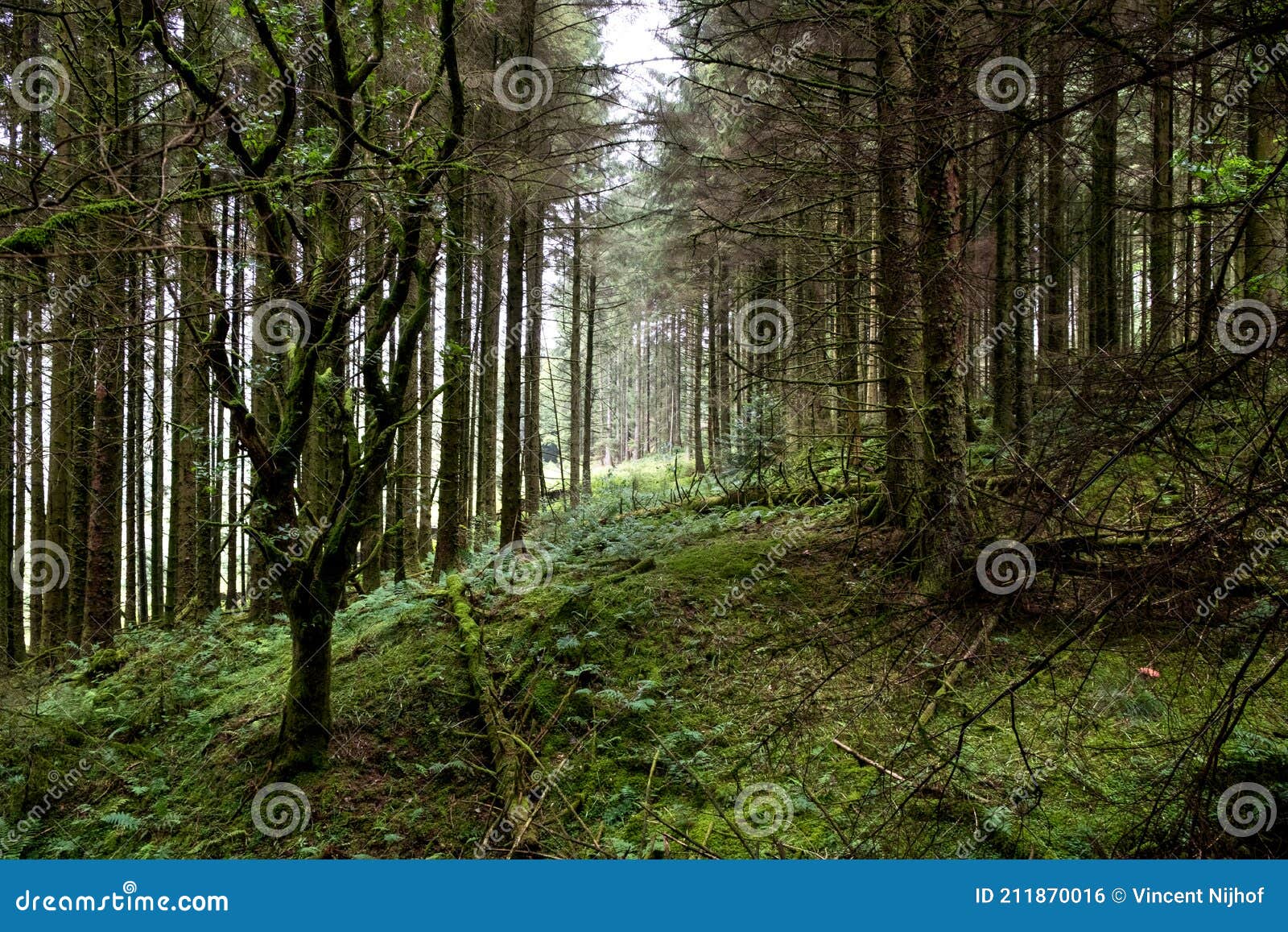 Dark Forest with Light Behind it Stock Photo - Image of green, dark ...