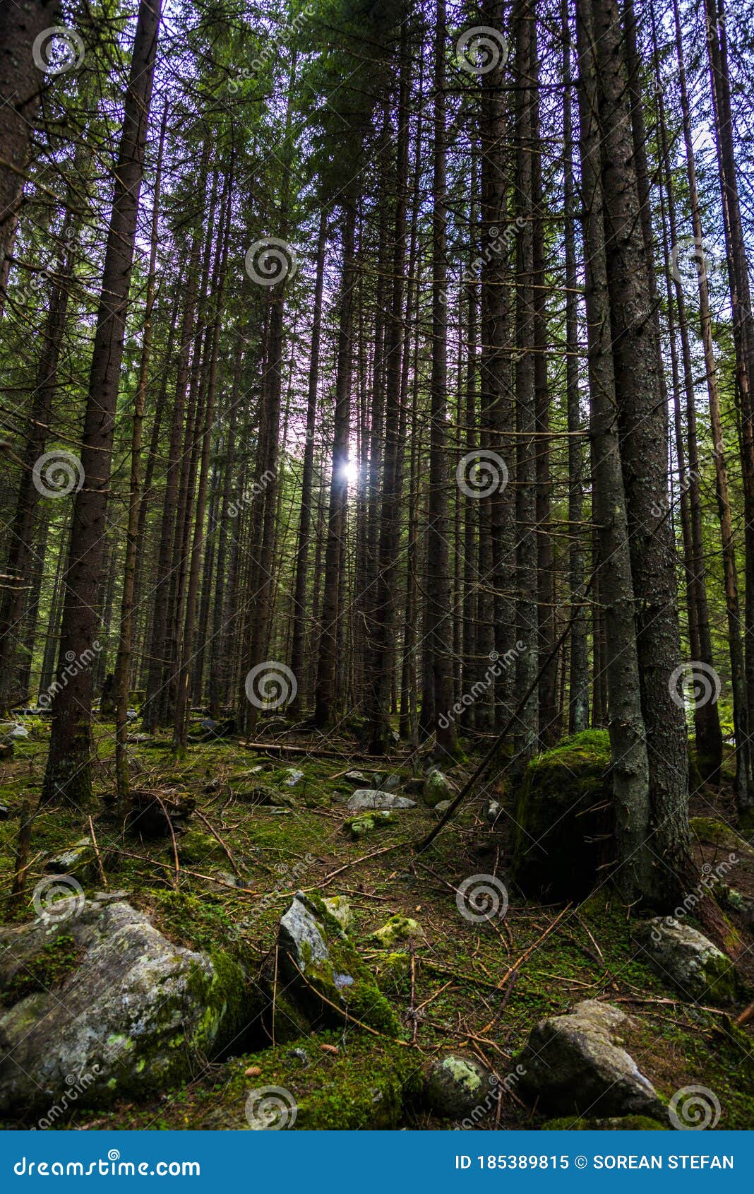 Dark Forest in the Mountains Stock Image - Image of night, woods: 185389815