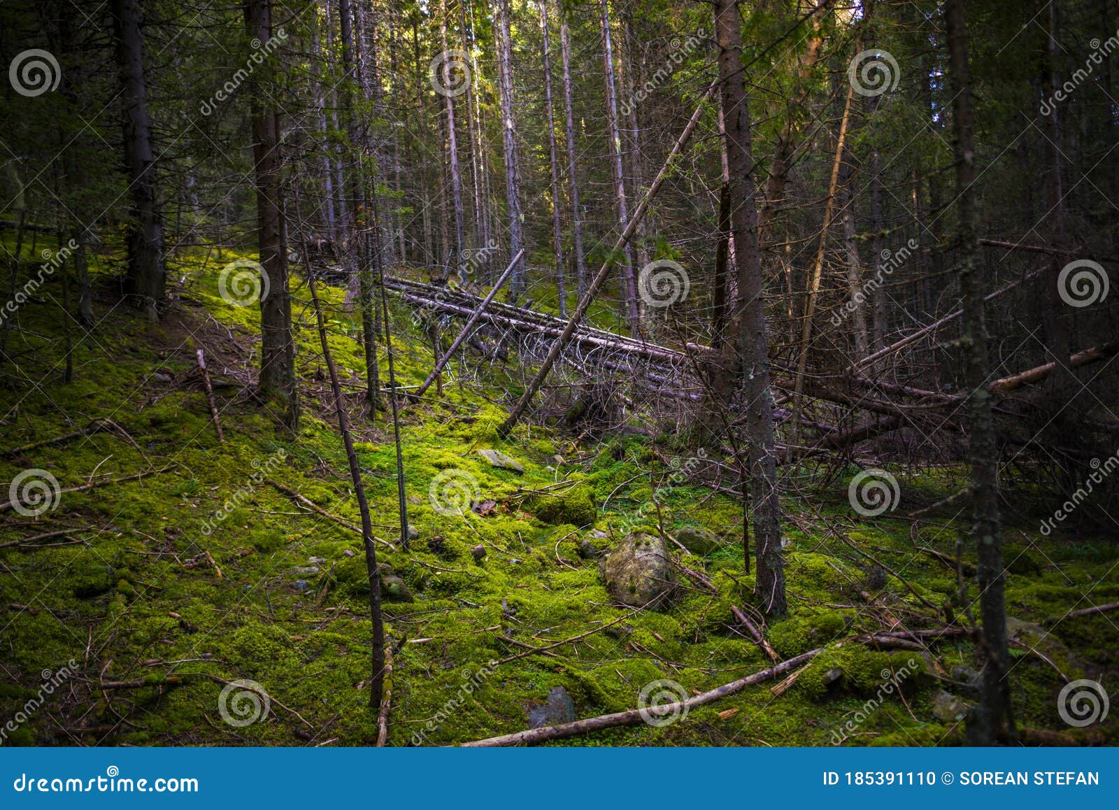 Dark Forest in the Mountains Stock Photo - Image of rainy, night: 185391110