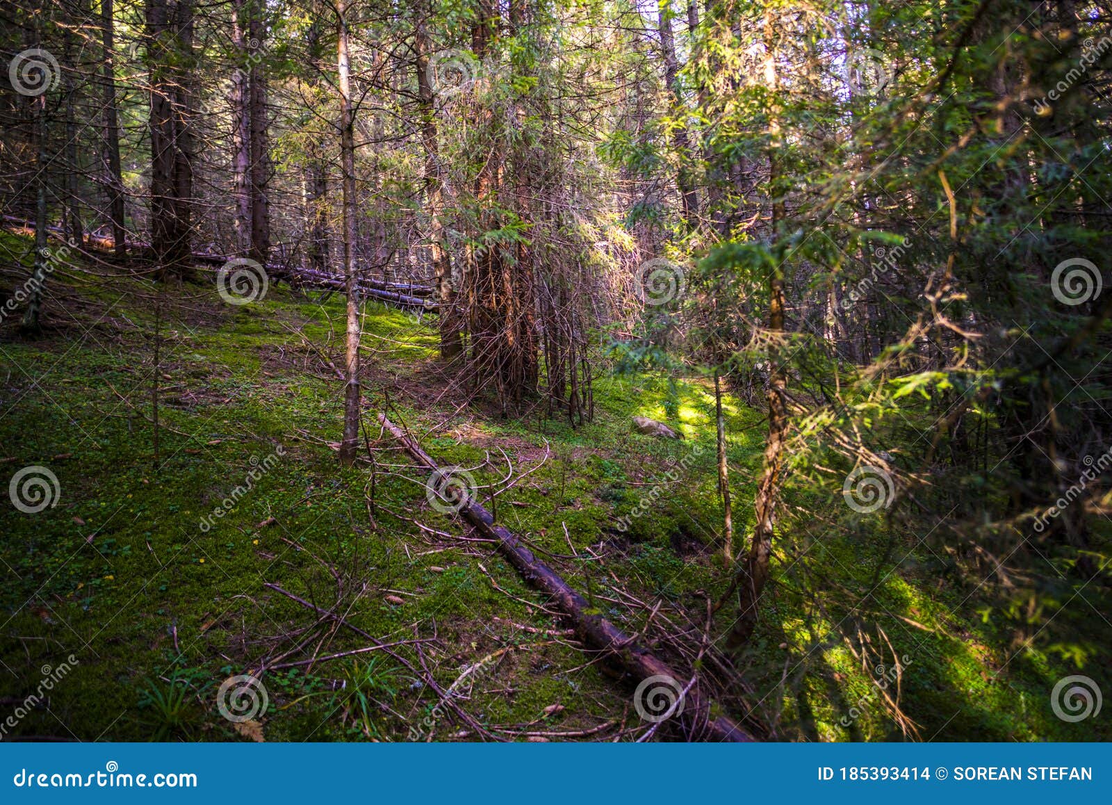 Dark Forest in the Mountains Stock Photo - Image of spooky, misty ...