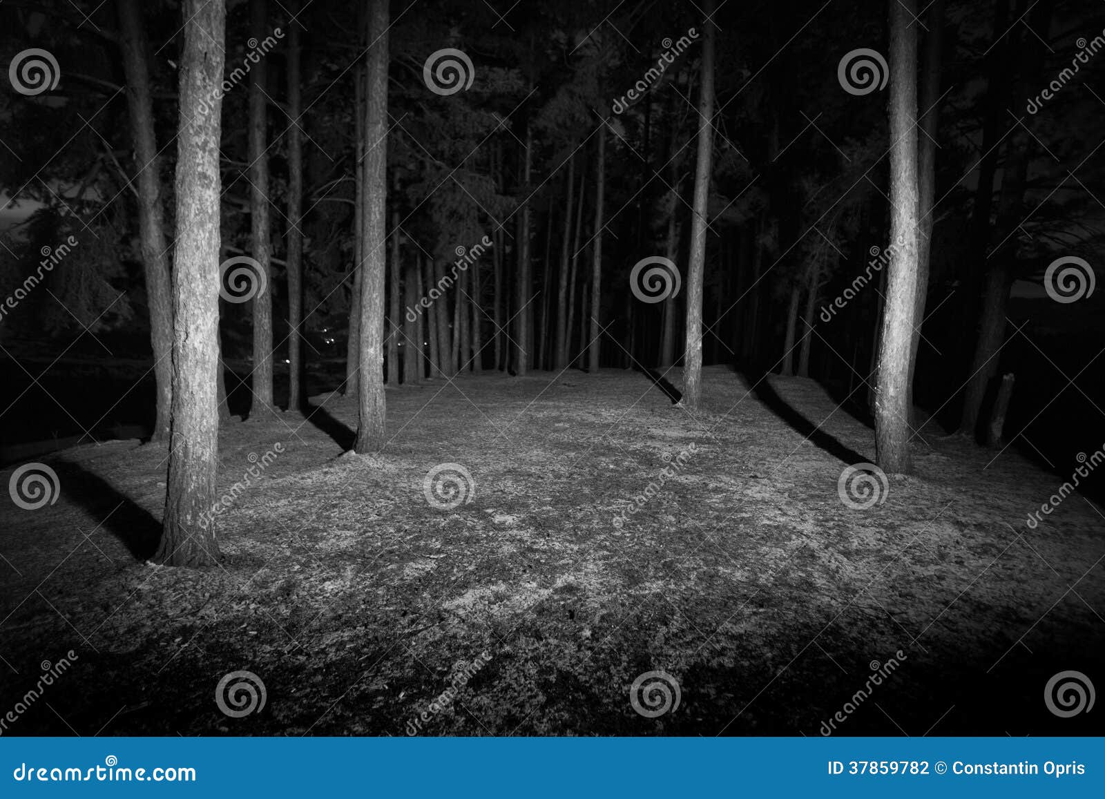 Dark forest stock photo. Image of creepy, trees, dense - 37859782