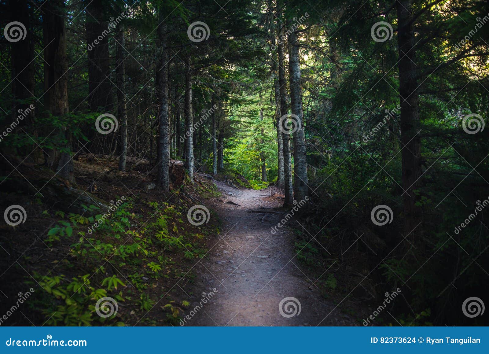 Dark forest path. stock photo. Image of scenic, dark - 82373624