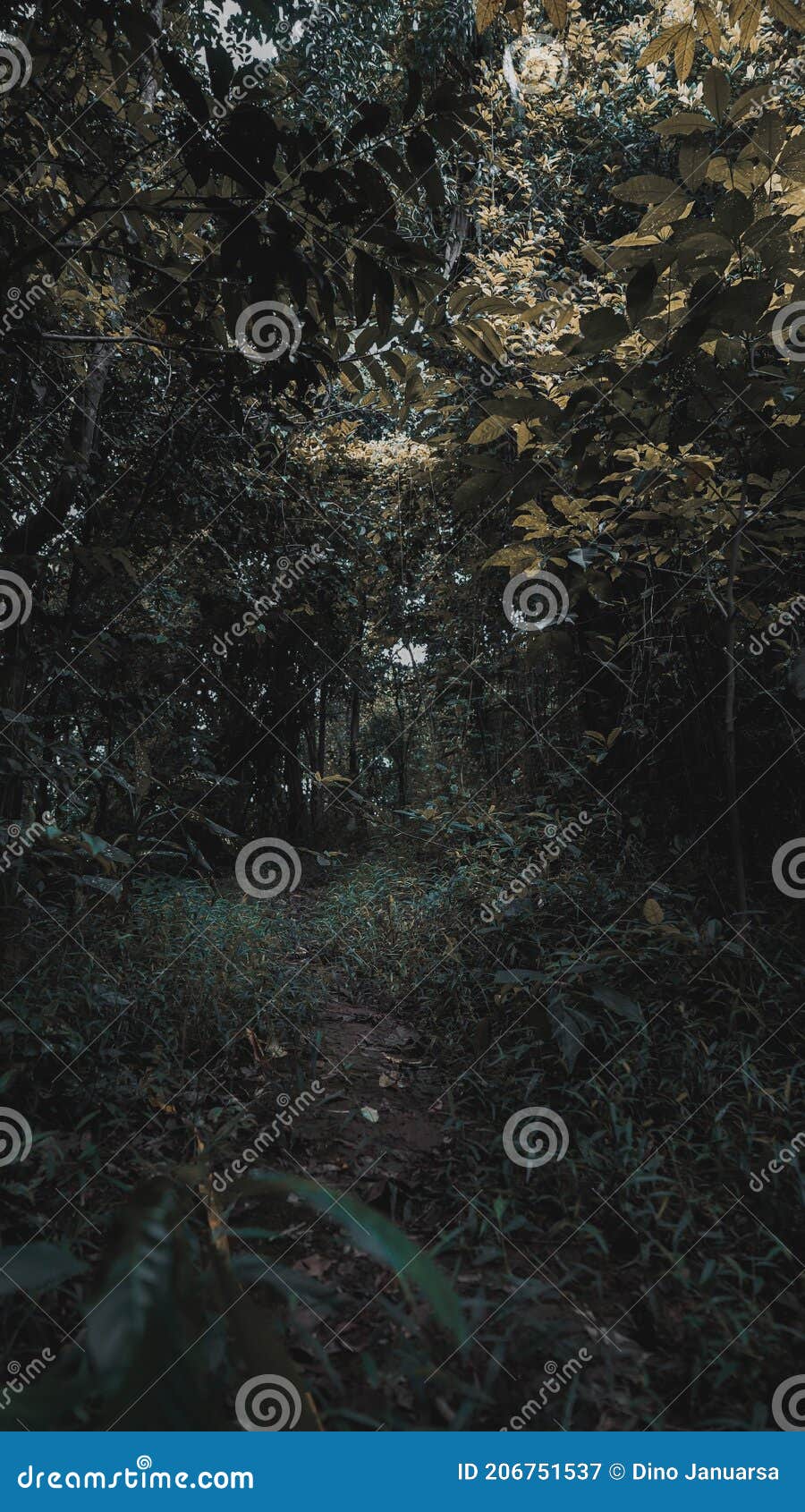 Dark forest pathway stock image. Image of magical, forest - 206751537