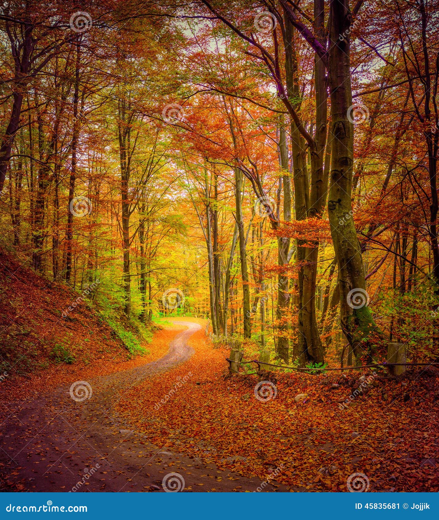 Dark Forest Road in the Autumn Forest. Stock Image - Image of beautiful ...