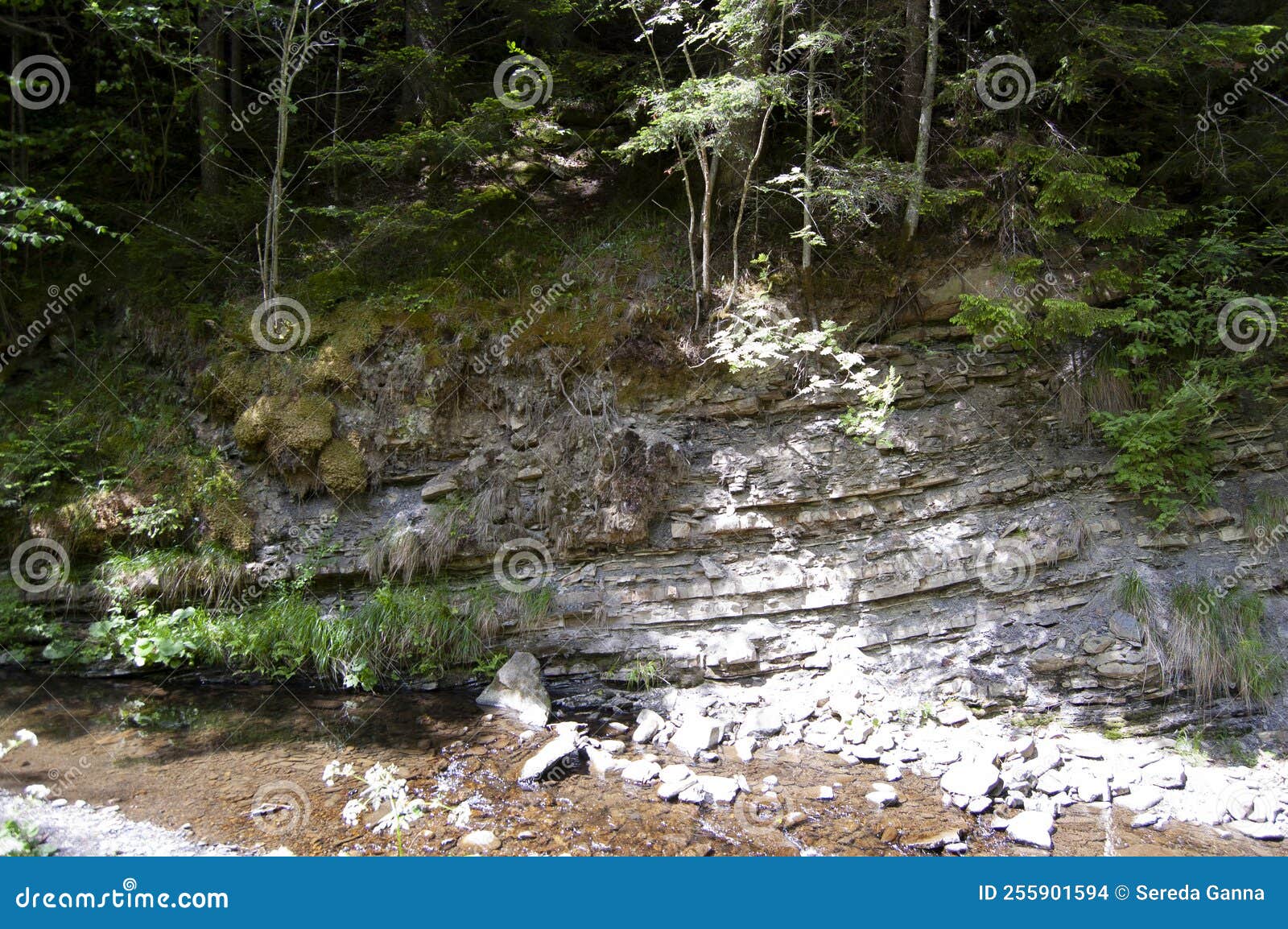 Dark Forest with Stone Wall Stock Photo - Image of outdoor, scene ...