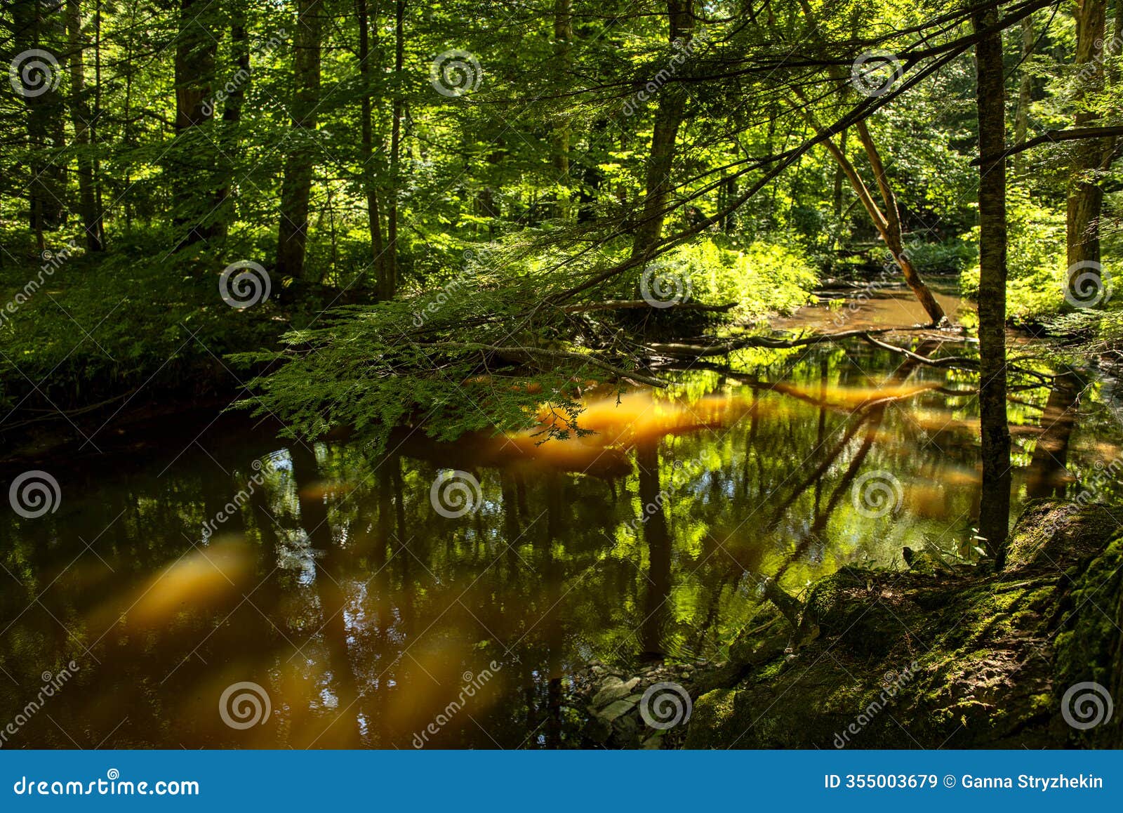 Dark Forest with a Stream . Stock Image - Image of branch, autumn ...
