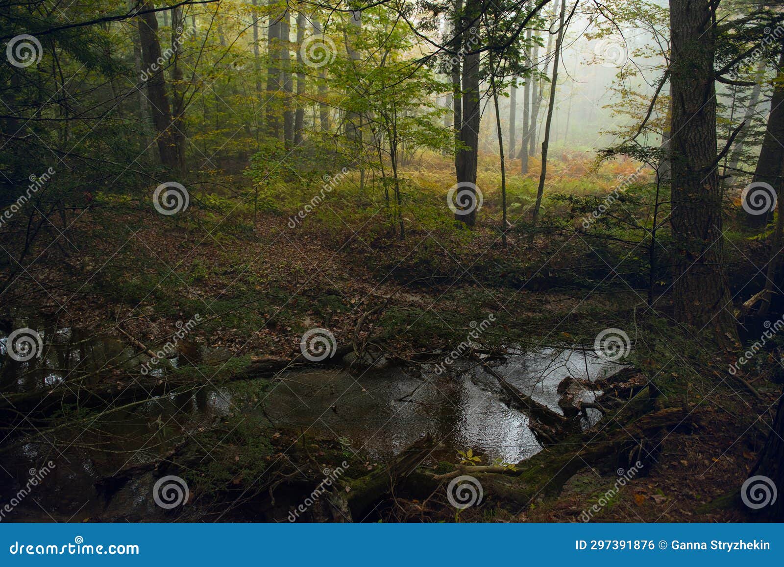 Dark Forest with a Stream in the Fog. Stock Photo - Image of season ...