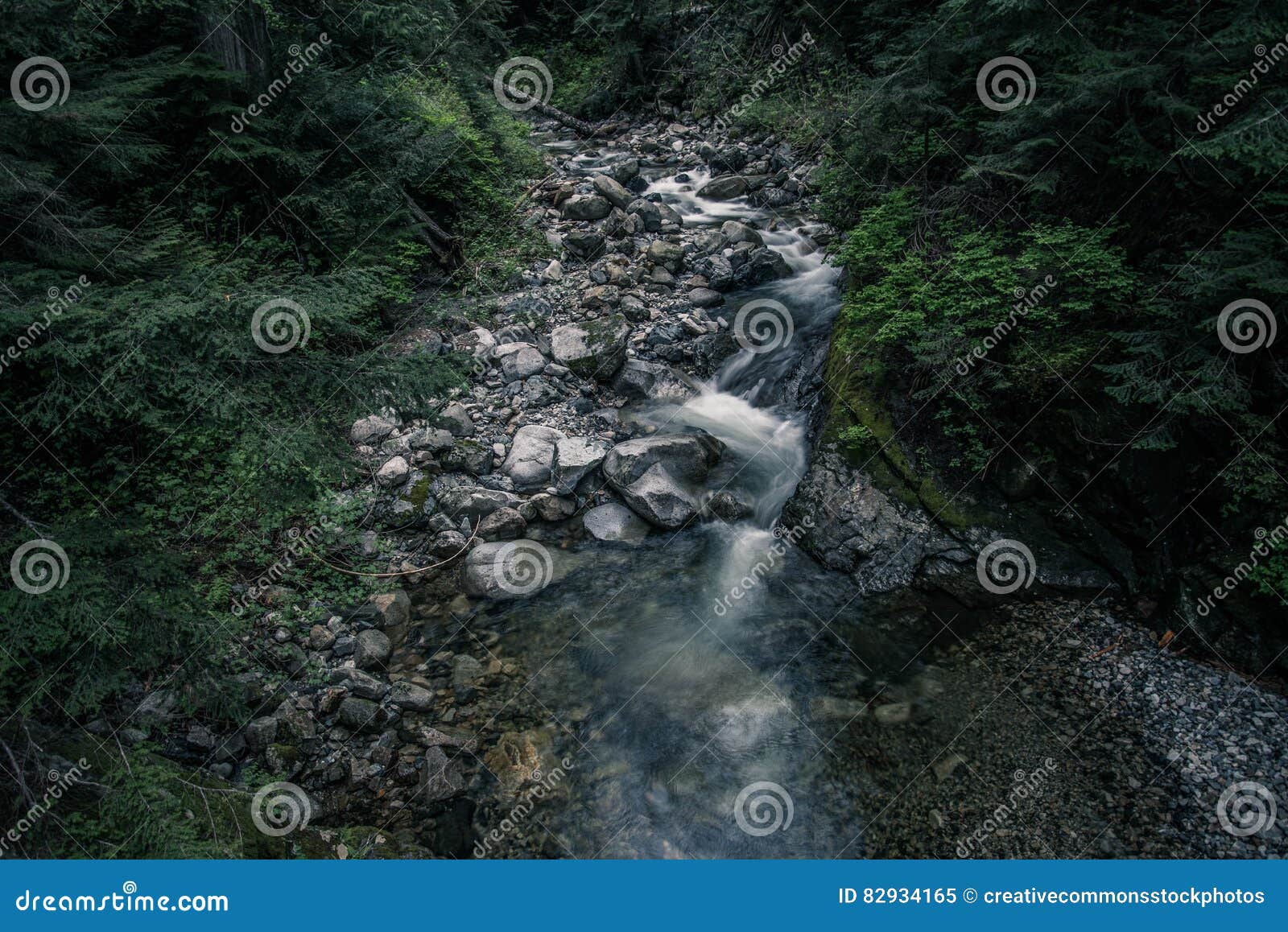 Dark Forest Stream Picture. Image: 82934165