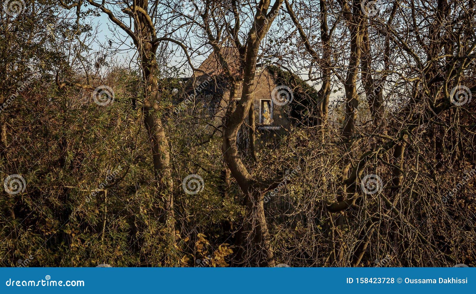 Dark Forest in the Suburbs. Stock Photo - Image of outdoor, forest ...