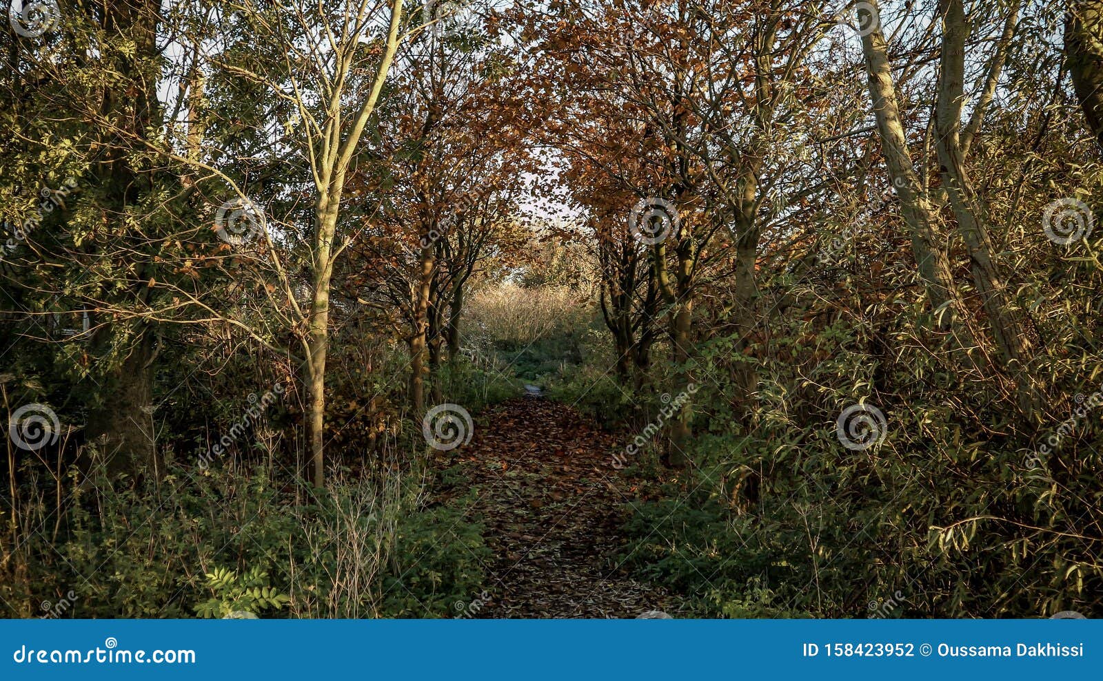 Dark Forest in the Suburbs. Stock Photo - Image of noordholland, field ...