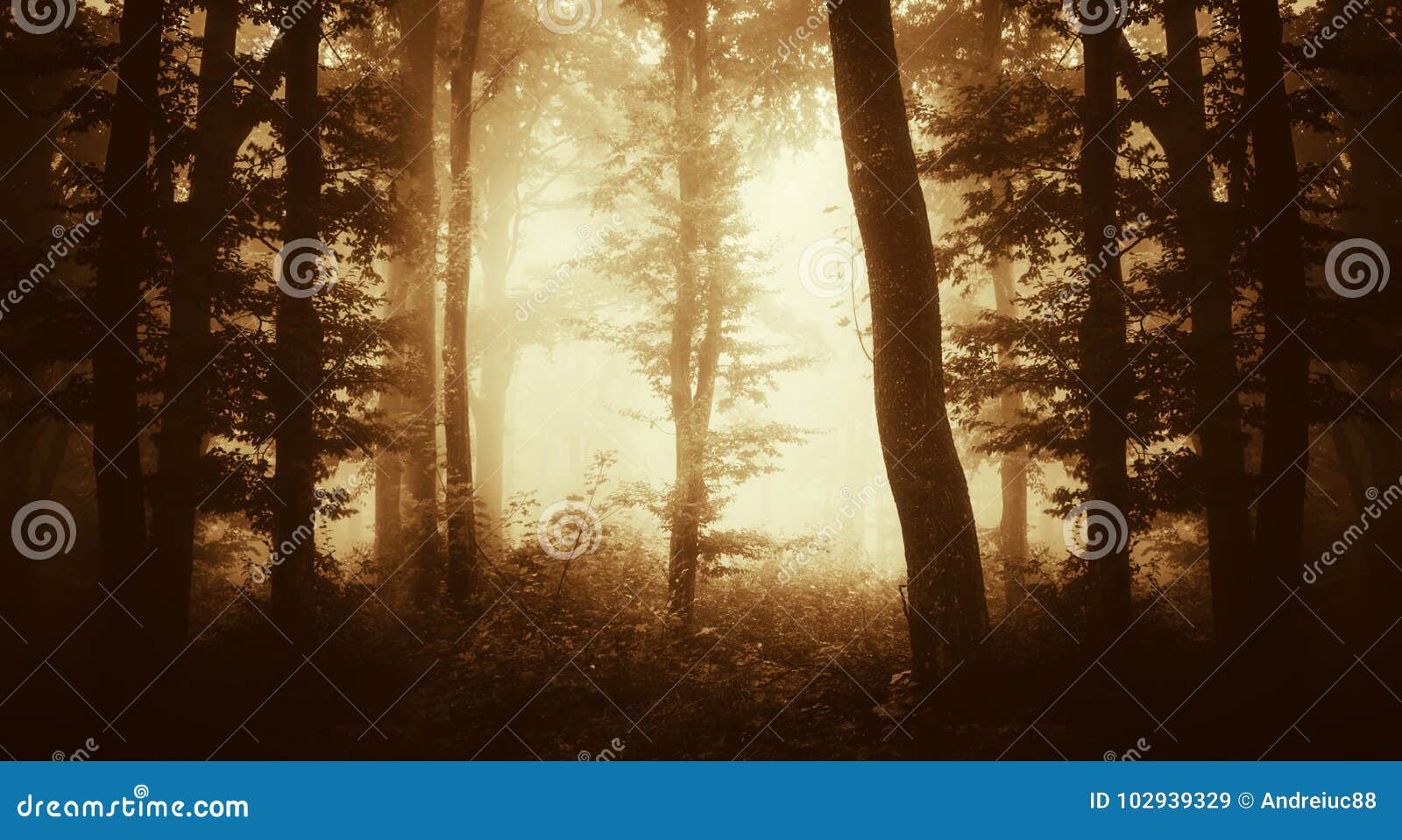 Dark forest sunset stock image. Image of magic, mist - 102939329