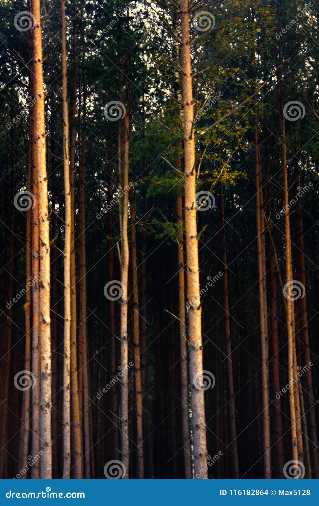 Dark Forest at Sunset in Twilight, Pine Forest Stock Photo - Image of ...