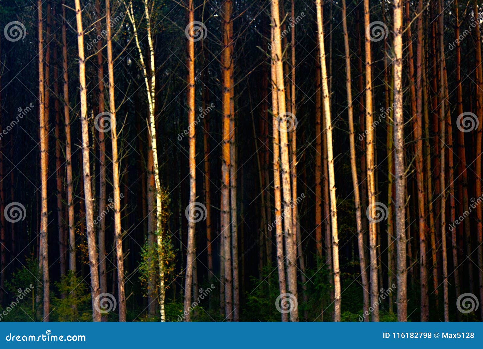 Dark Forest at Sunset in Twilight, Pine Forest Stock Photo - Image of ...