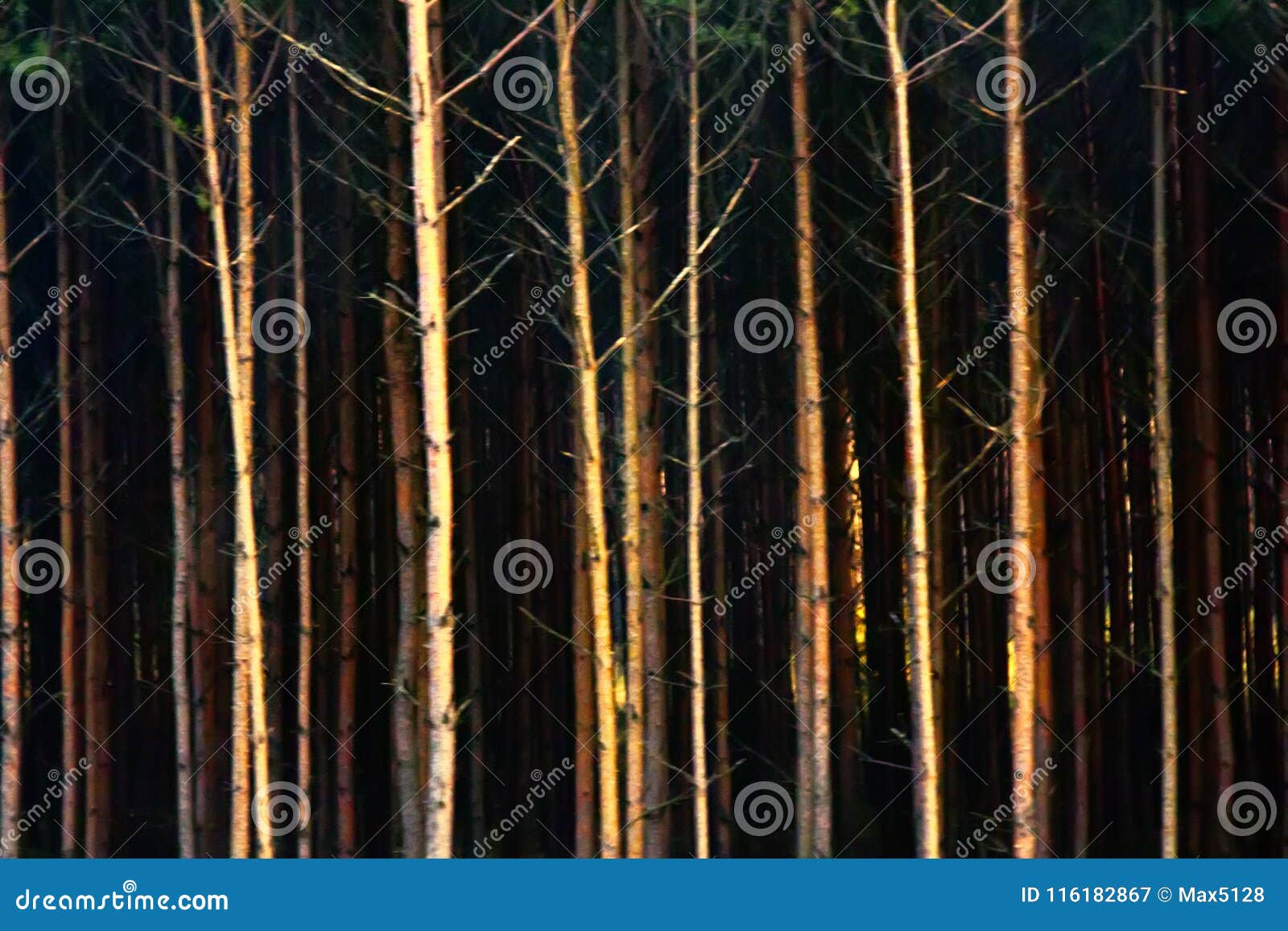 Dark Forest at Sunset in Twilight, Pine Forest Stock Image - Image of ...