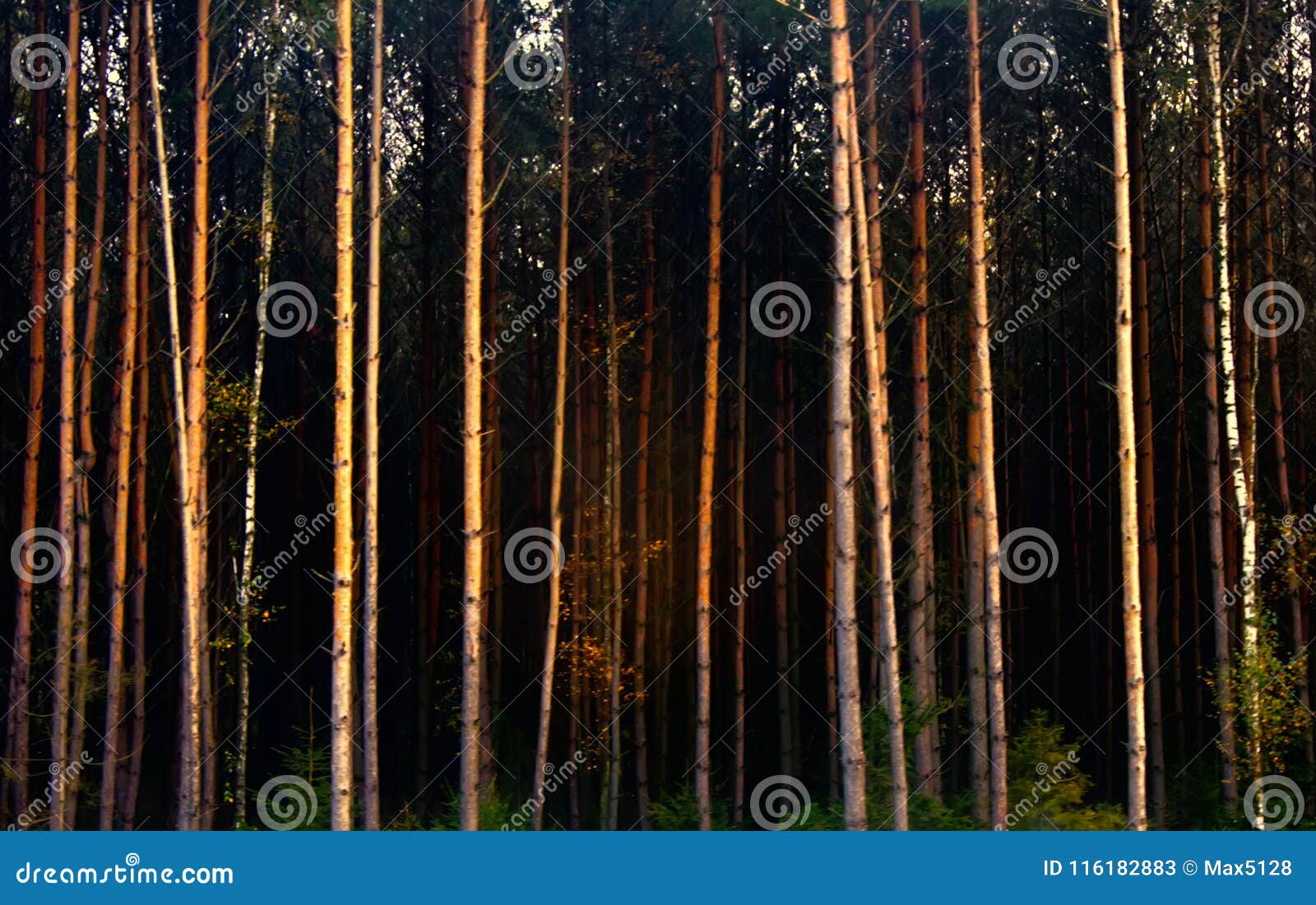 Dark Forest at Sunset in Twilight, Pine Forest Stock Image - Image of ...