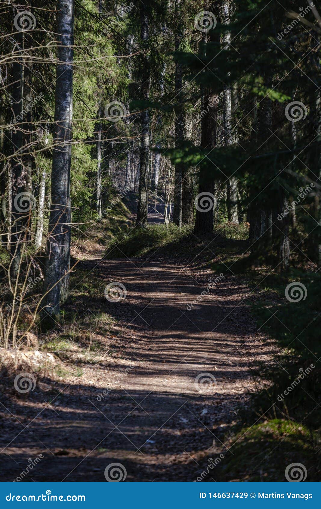 Dark Forest with Tree Trunks Casting Shadows on the Ground Stock Image ...