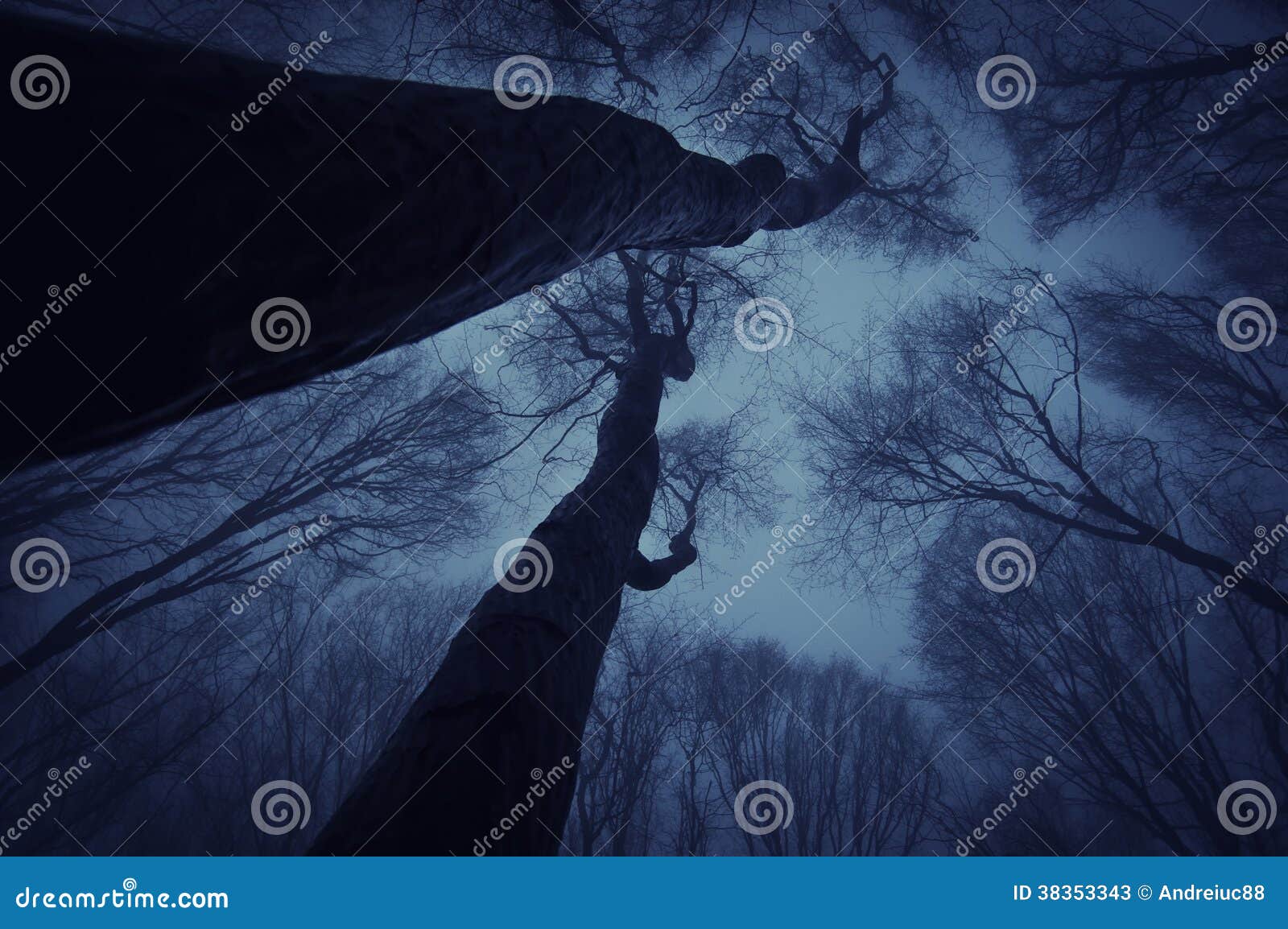 Dark Forest with Trees Reaching Up in the Canopy on Halloween Stock ...