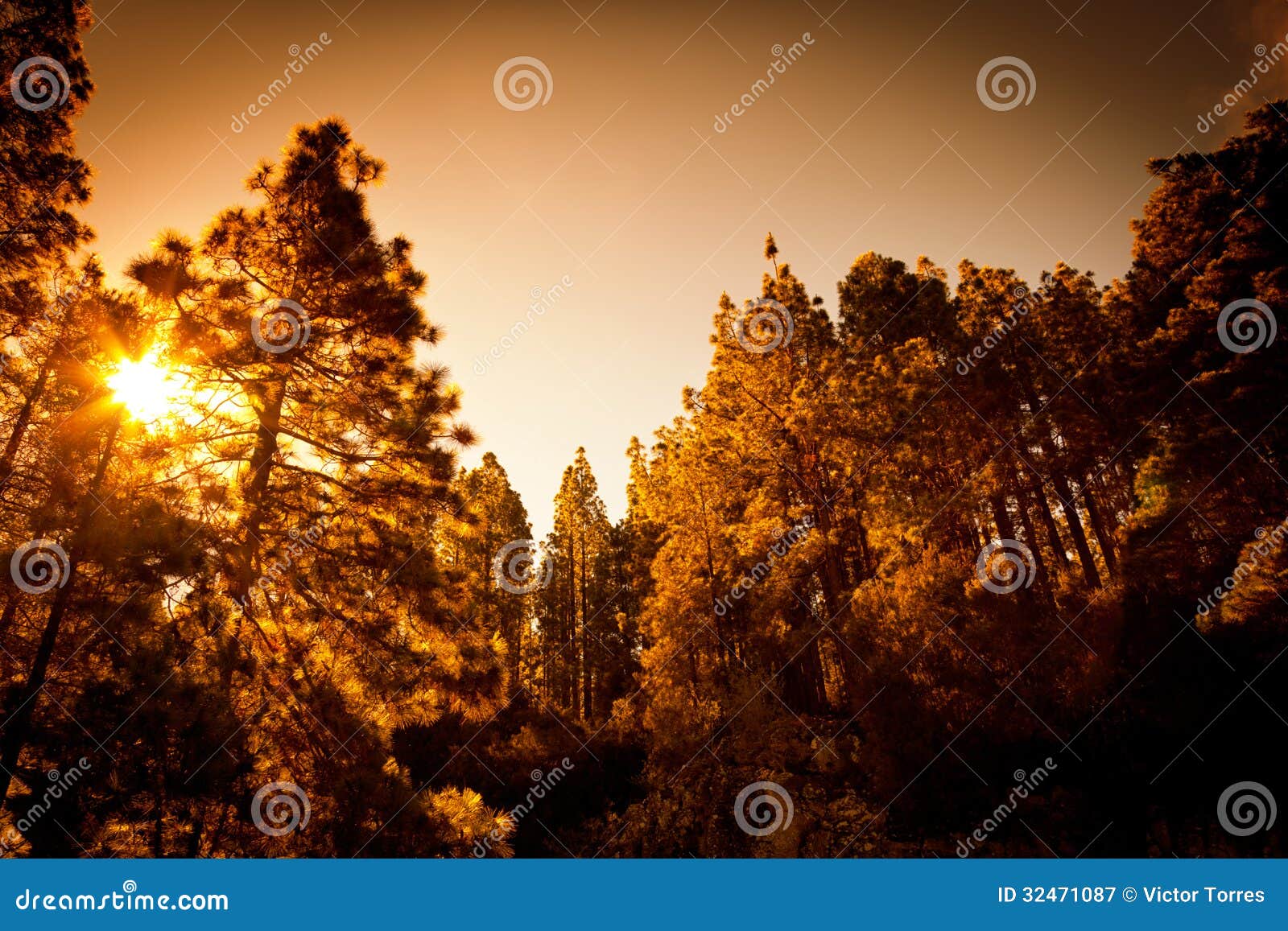 Dark Forest stock image. Image of branch, park, shadow - 32471087