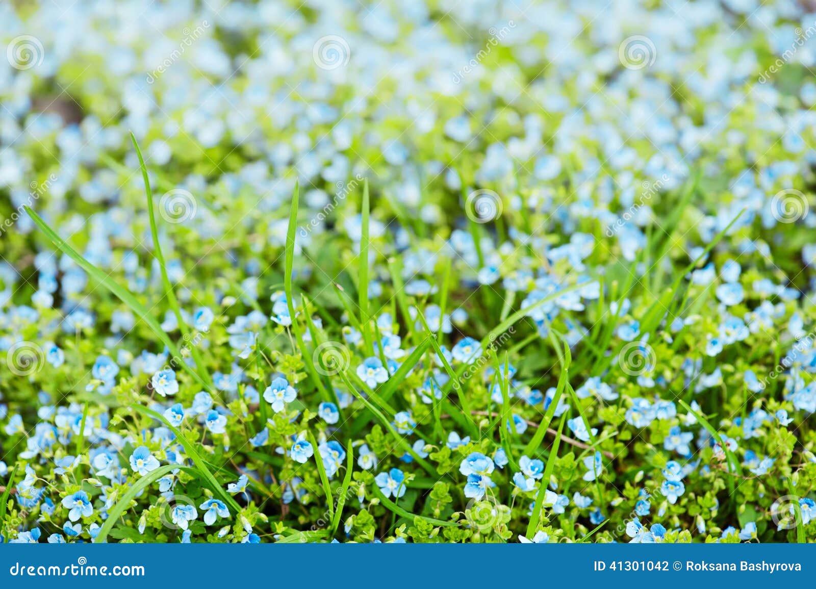 Dark forget green me nots 库存照片. 图片 包括有 绽放, 绿色, 复制, 叶子 - 41301042