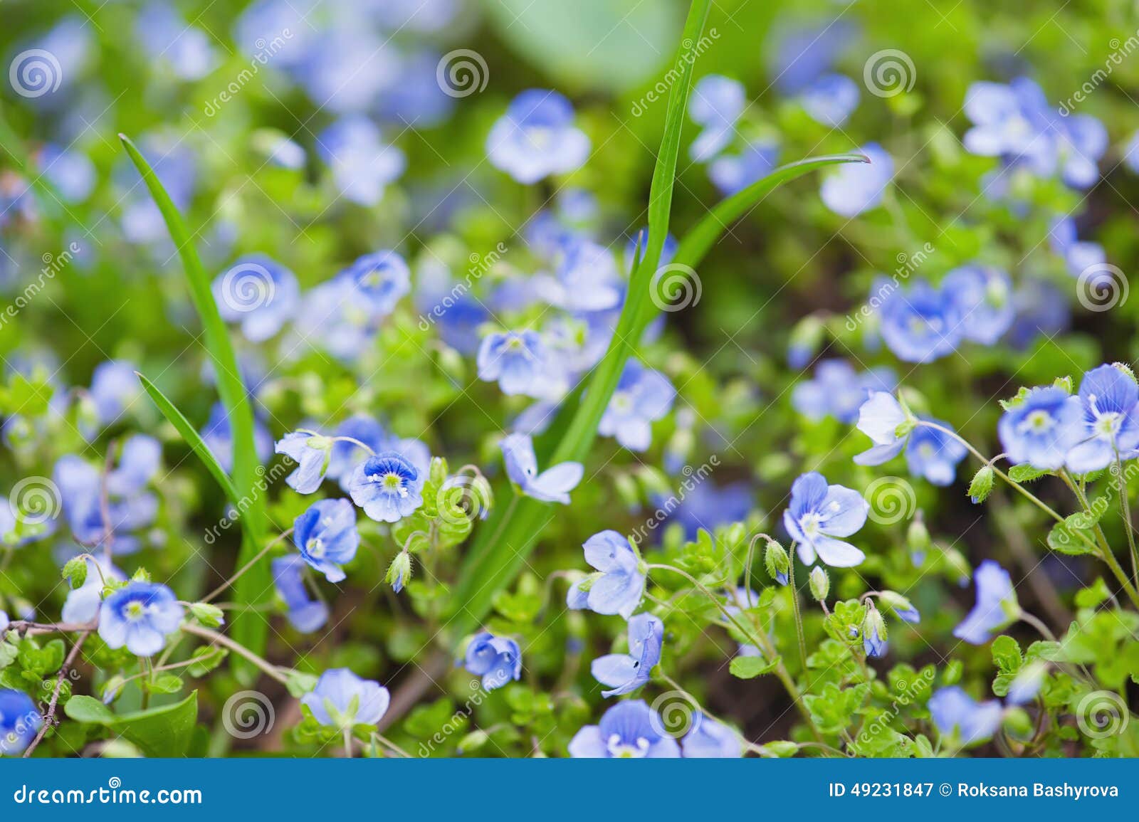 Dark forget green me nots 库存图片. 图片 包括有 新鲜, 前景, 植物群, 照亮 - 49231847