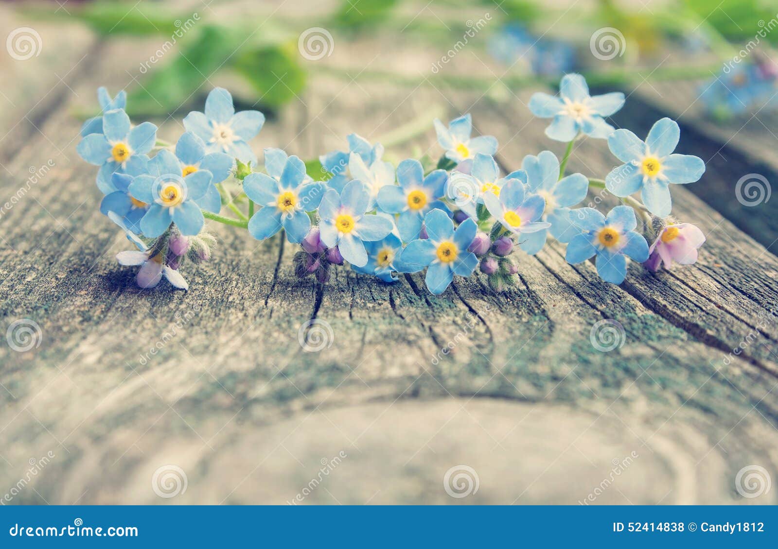 Dark forget green me nots 库存照片. 图片 包括有 蓝色, 颜色, 空间, 浪漫 - 52414838