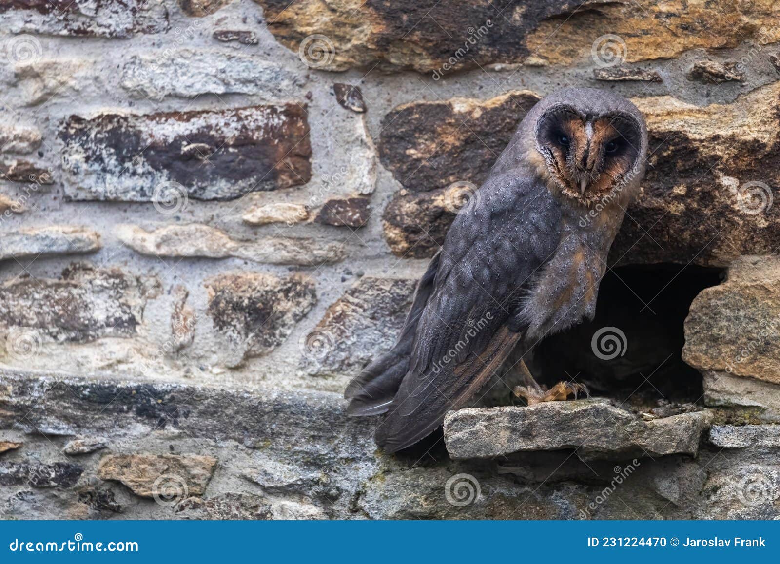 Dark Form of Barn Owl on the Stone Wall Closeup Stock Photo - Image of ...