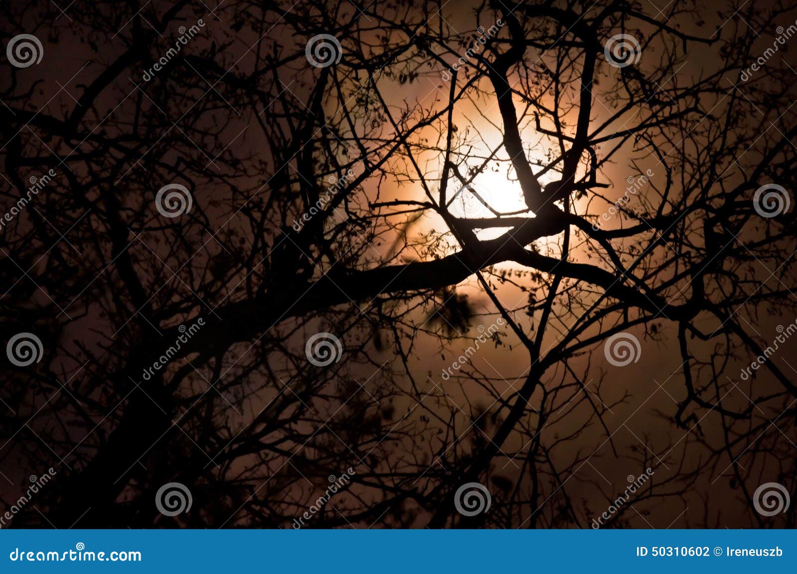 Dark Full Moon in the Branches of Trees Stock Photo - Image of ...