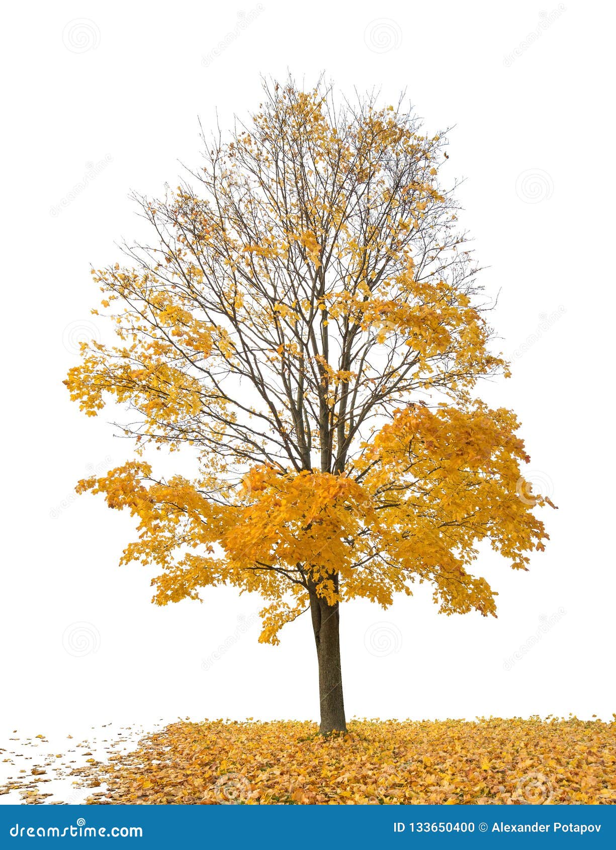 Dark Gold Maple and Fall Leaves on White Stock Photo - Image of change ...