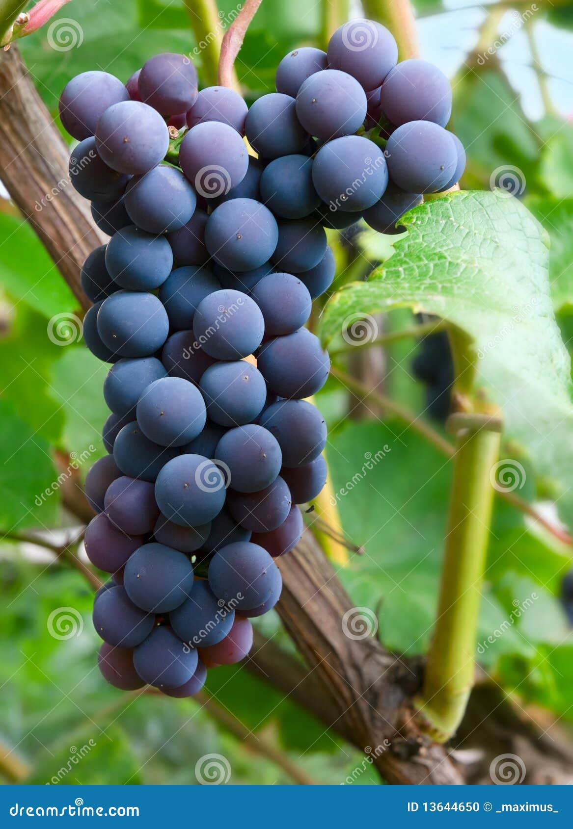 Dark grapes stock photo. Image of ripe, color, berry - 13644650