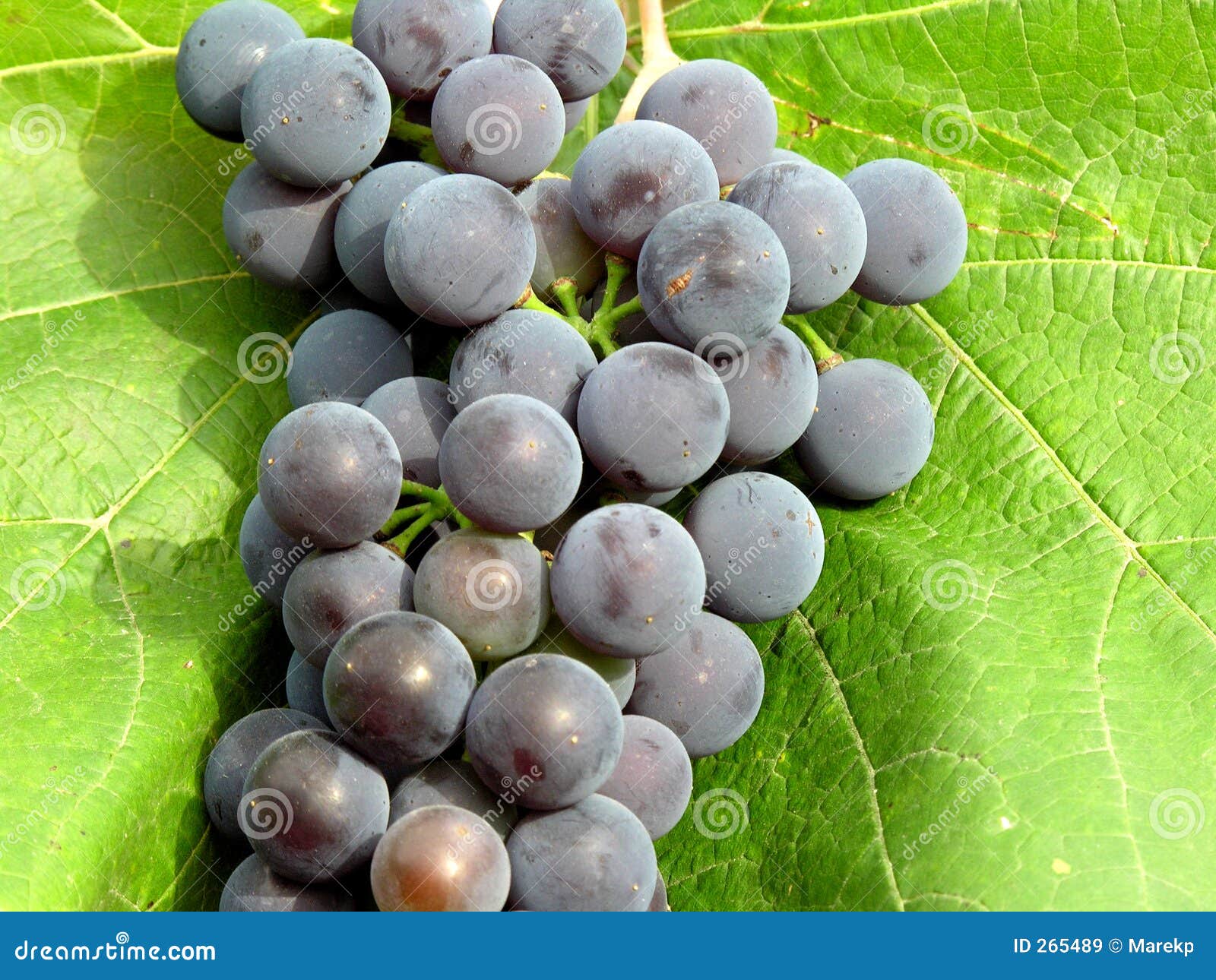 Dark grapes stock image. Image of dark, farming, food, cabernet - 265489
