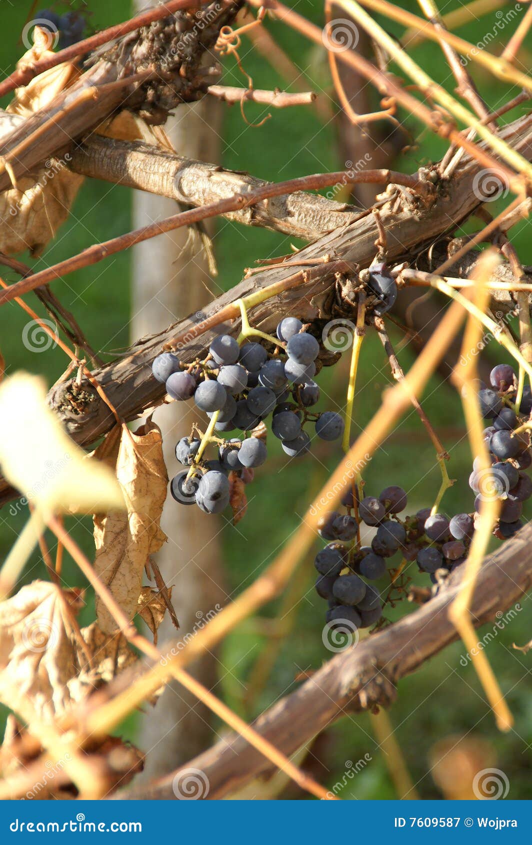 Dark grapes in autumn stock image. Image of dark, grape - 7609587
