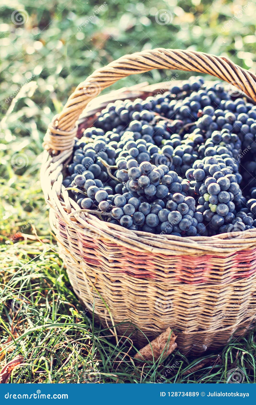 Dark Grapes in a Basket. Grape Harvesting Stock Image - Image of berry ...