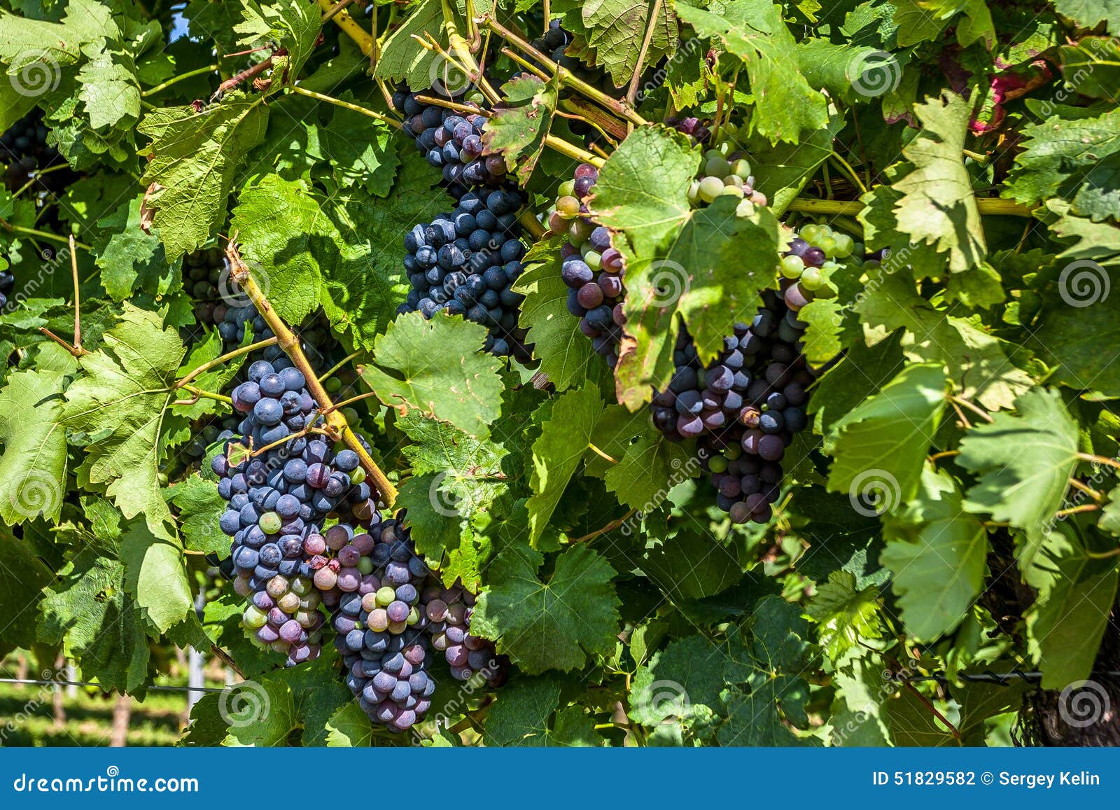 Dark Grapes in the Vineyard Stock Photo - Image of organic, ripe: 51829582